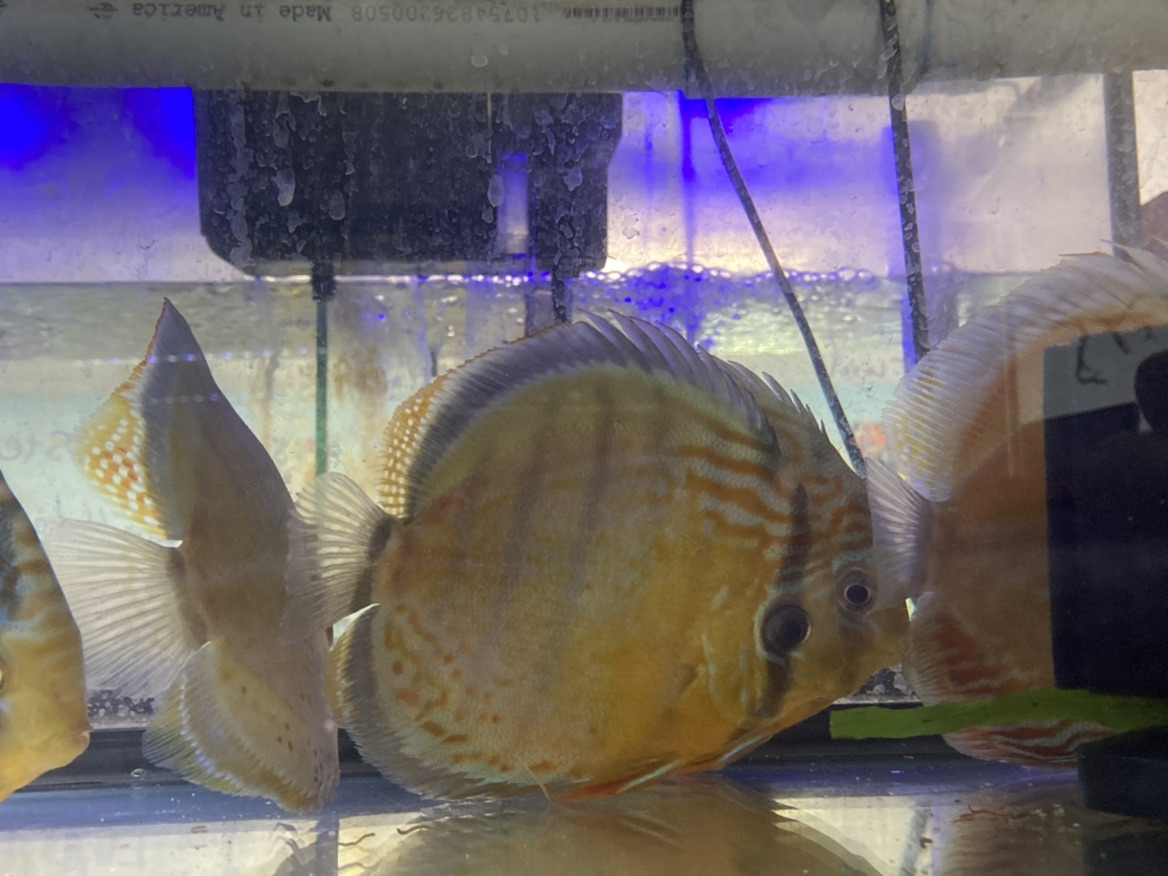 Freshwater Fish For Sale: Wild-Caught Discus