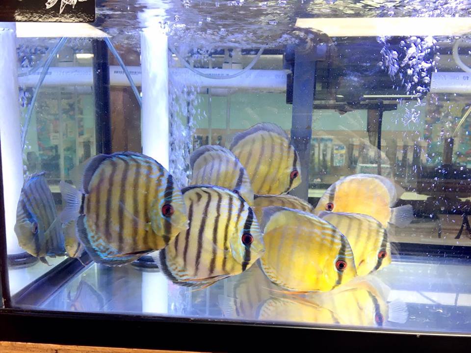 Freshwater Fish For Sale: Wild-Caught Discus