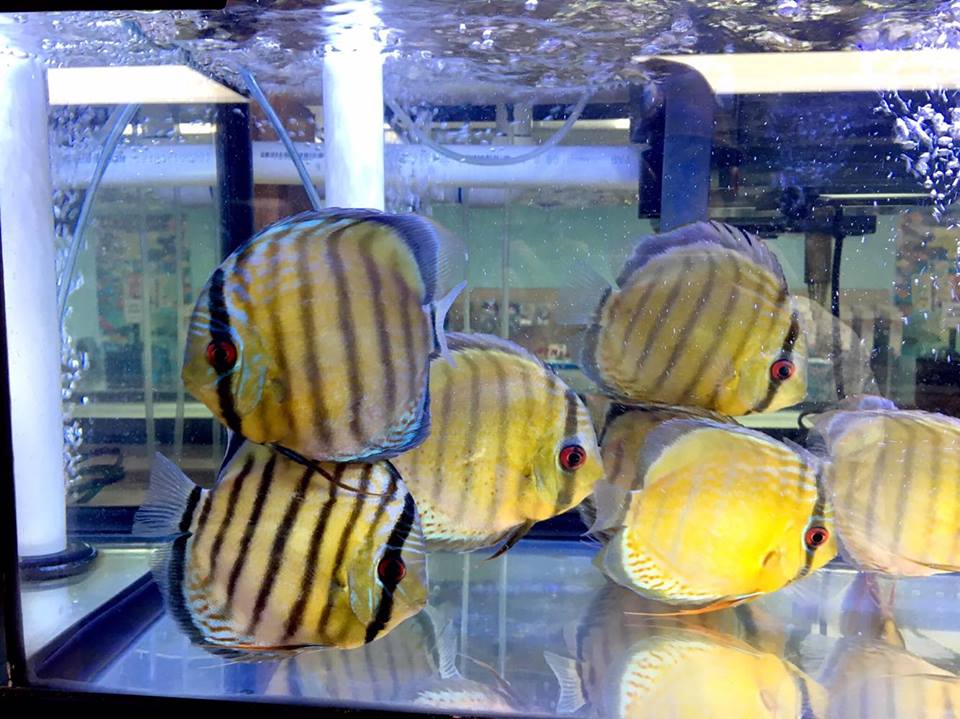 Freshwater Fish For Sale: Wild-Caught Discus