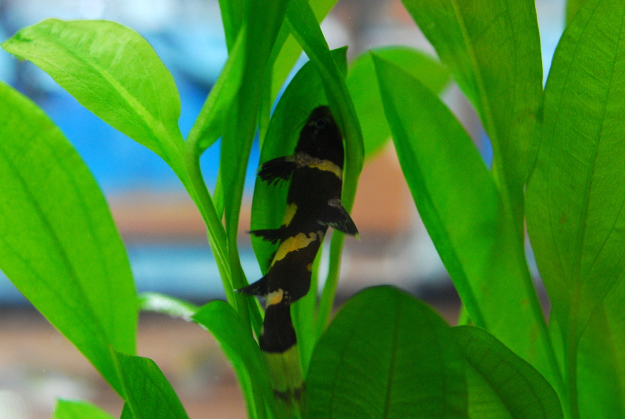 Freshwater Tropical Fish: Bumblebee Catfish - Microglanis iheringi