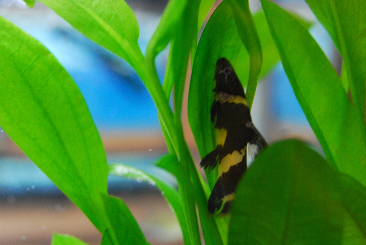Freshwater Tropical Fish: Bumblebee Catfish - Microglanis iheringi