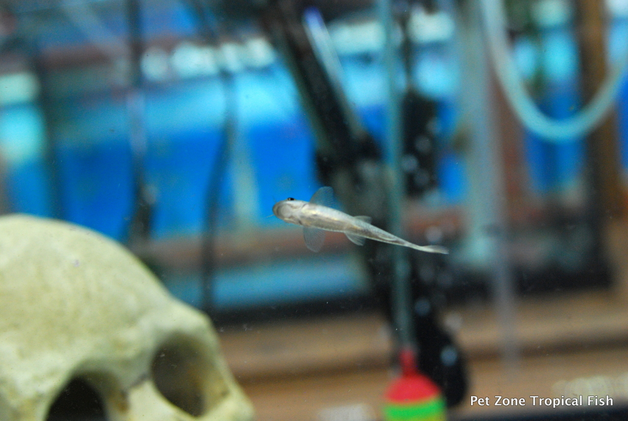 Freshwater Tropical Fish: Garra Gotyla - Sucker Head