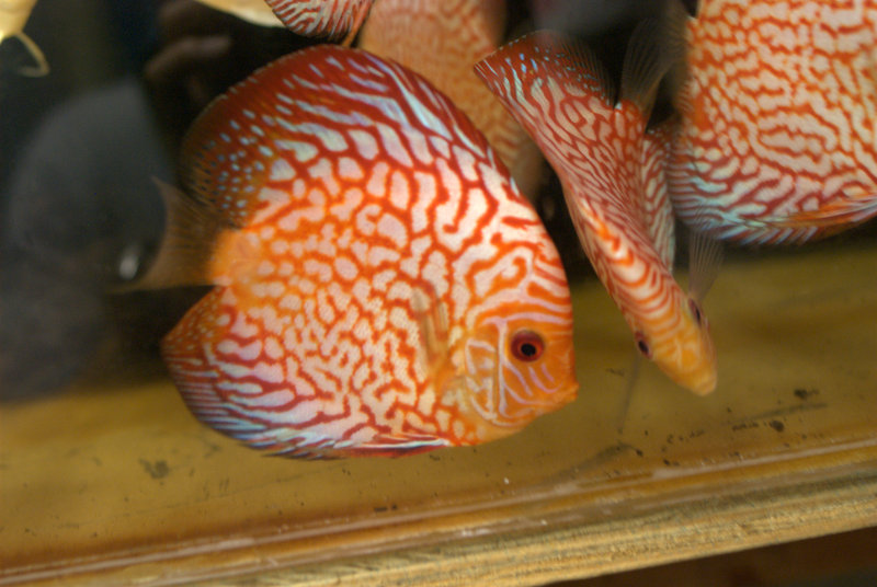 Freshwater Fish For Sale: Checkerboard Pigeon Discus, Medium