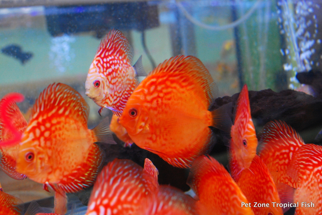 Freshwater Fish For Sale: Checkerboard Pigeon Discus, Medium