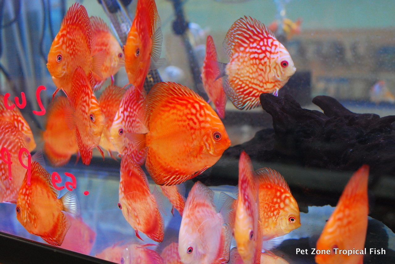 Freshwater Fish For Sale: Checkerboard Pigeon Discus, Medium