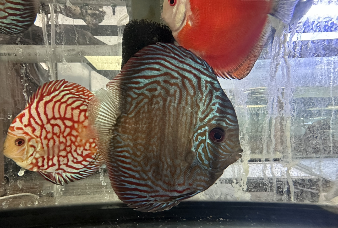 Freshwater Fish For Sale: Blue Snakeskin Discus, XL