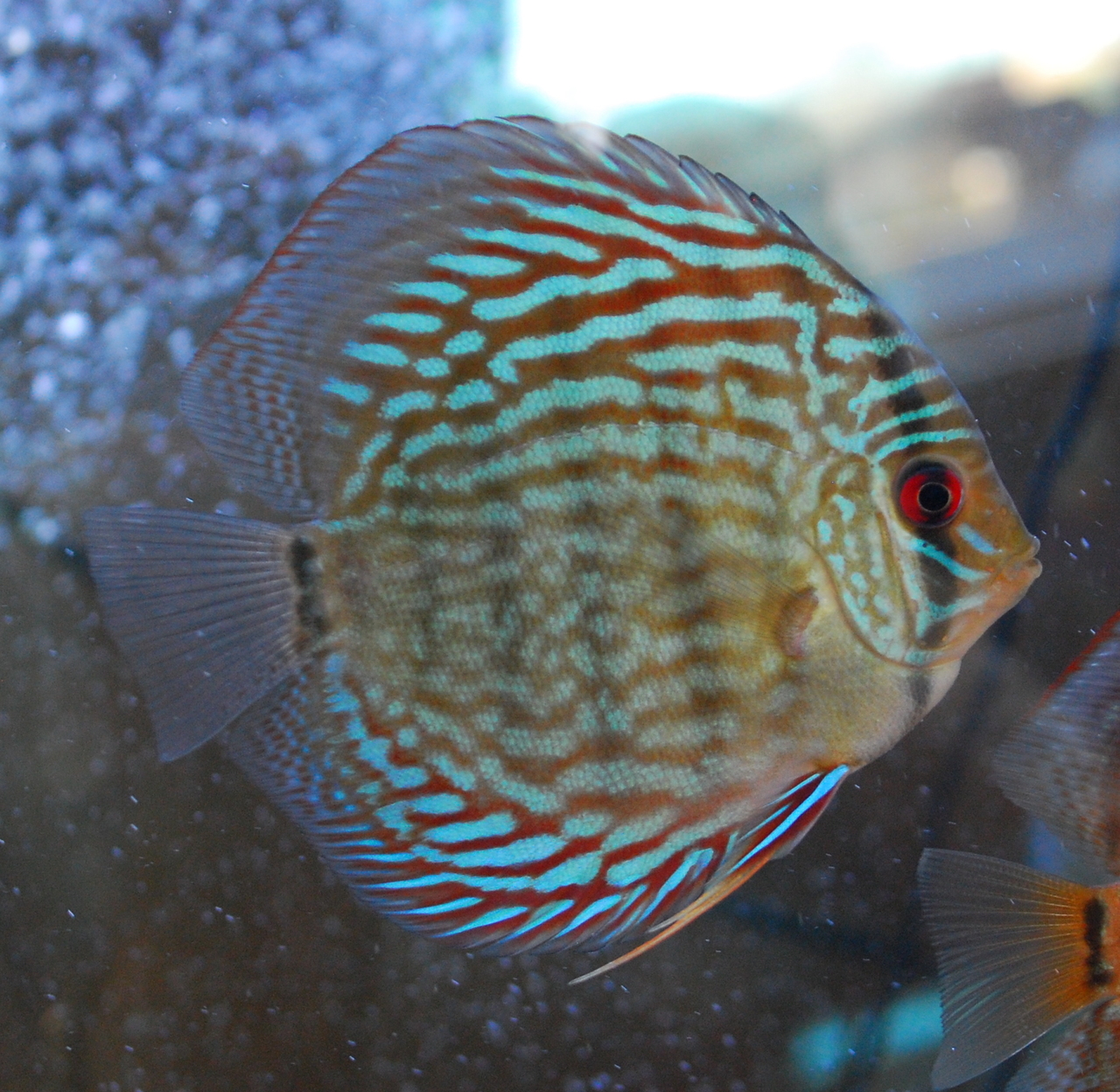 Freshwater Fish For Sale: Blue Snakeskin Discus, Large