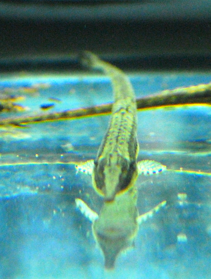 Freshwater Tropical Fish: Farlowella Catfish - Twig Cat