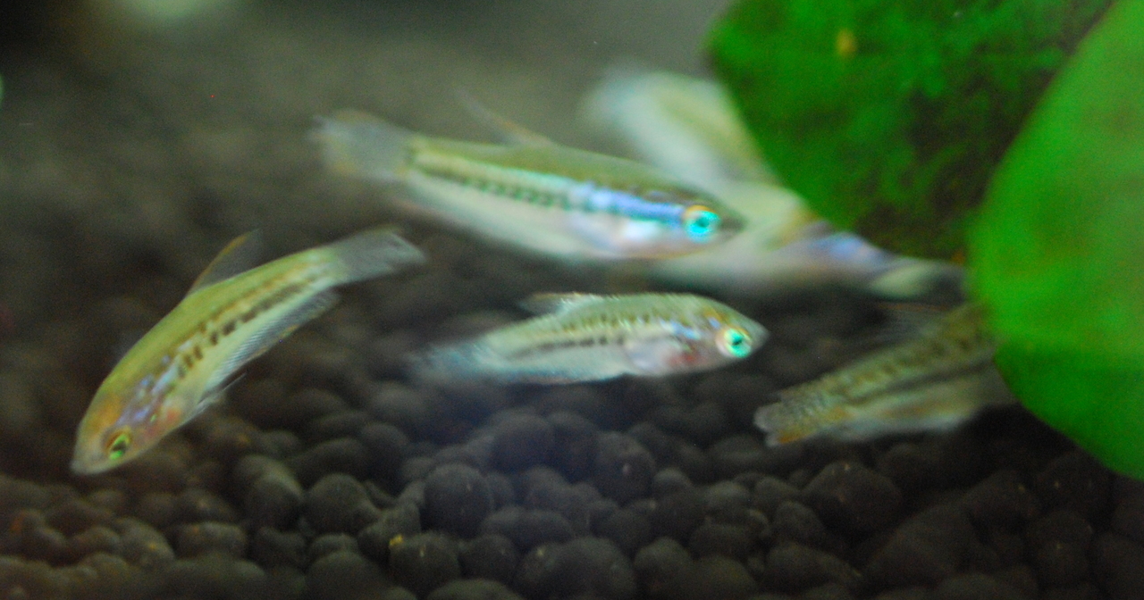Nano Freshwater Tropical Fish: Sparkling Gourami (Pygmy Gourami) Nano Freshwater Tropical Fish: Sparkling Gourami (Pygmy Gourami)