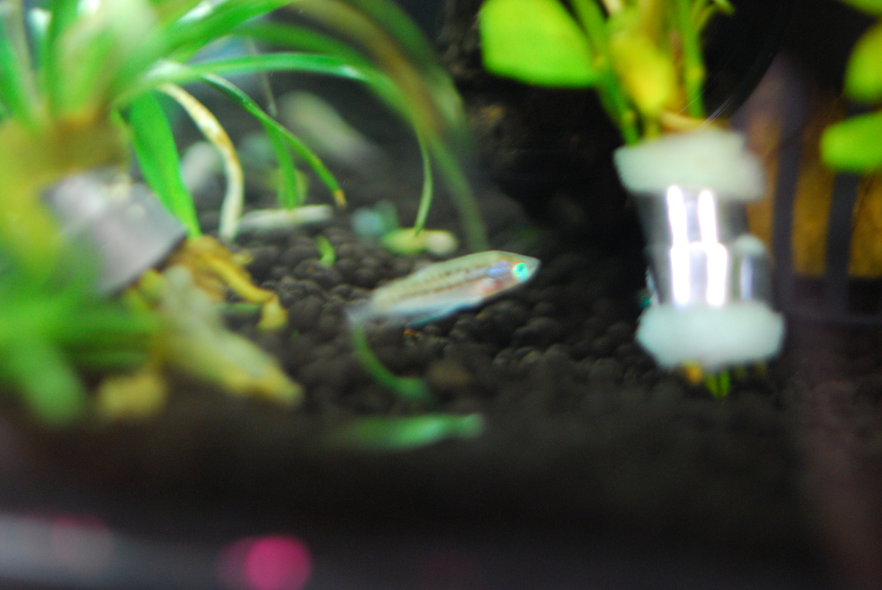 Nano Freshwater Tropical Fish: Sparkling Gourami (Pygmy Gourami) Nano Freshwater Tropical Fish: Sparkling Gourami (Pygmy Gourami)