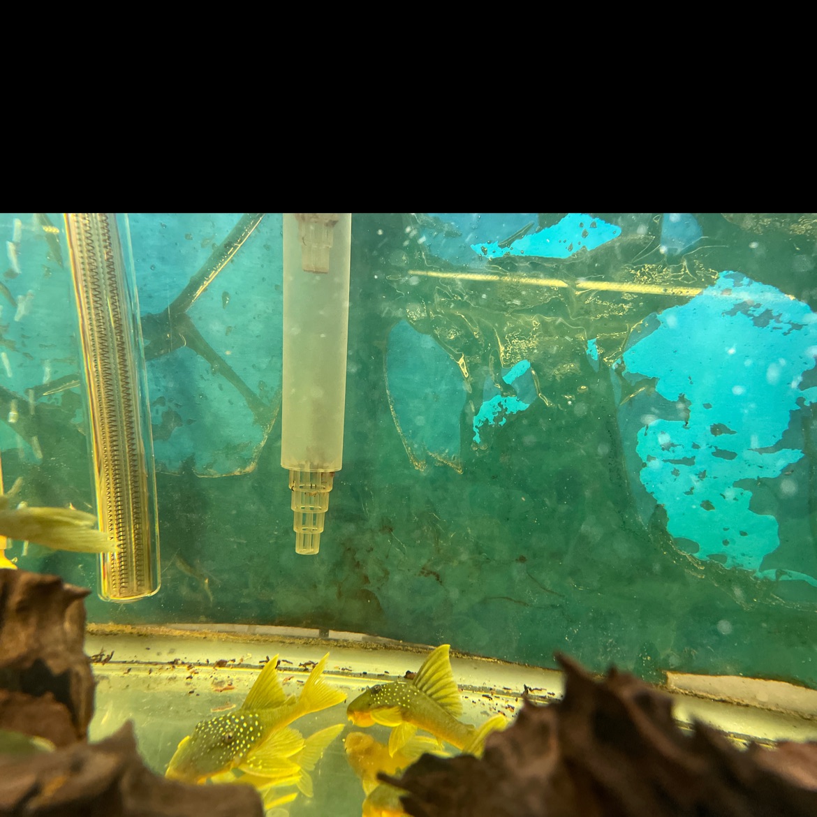 Plecostomus Fish: L200 Green Phantom Pleco, Smal