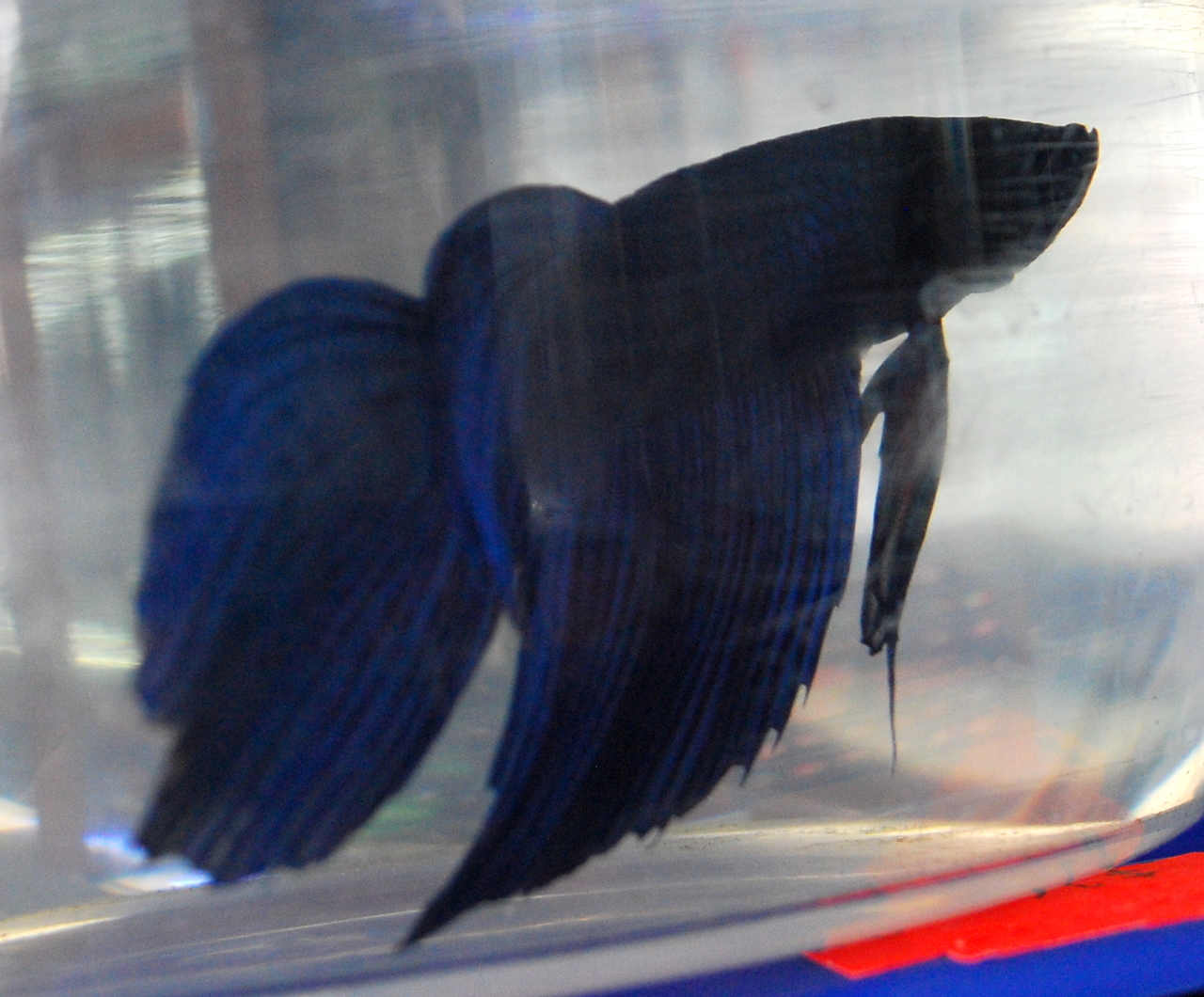 Siamese Fighting Fish: Veiltail Betta