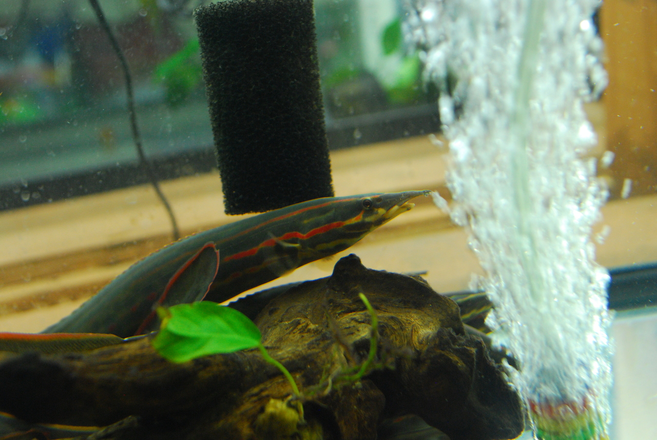 Freshwater Tropical Fish: Fire Eel, XL - Mastacembelus Erythrotaenia