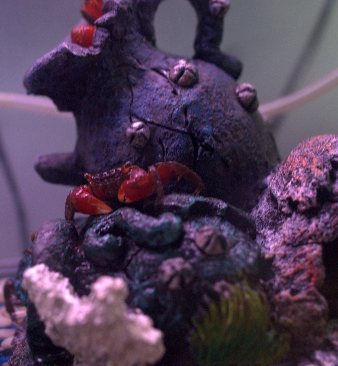 Freshwater Inverts: Red Clawed Crab - Perisesarma bidens / Dermogenys ...