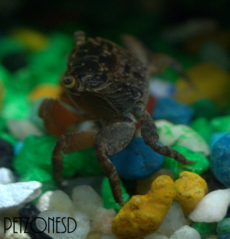 Freshwater Inverts: Red Clawed Crab - Perisesarma bidens / Dermogenys ...