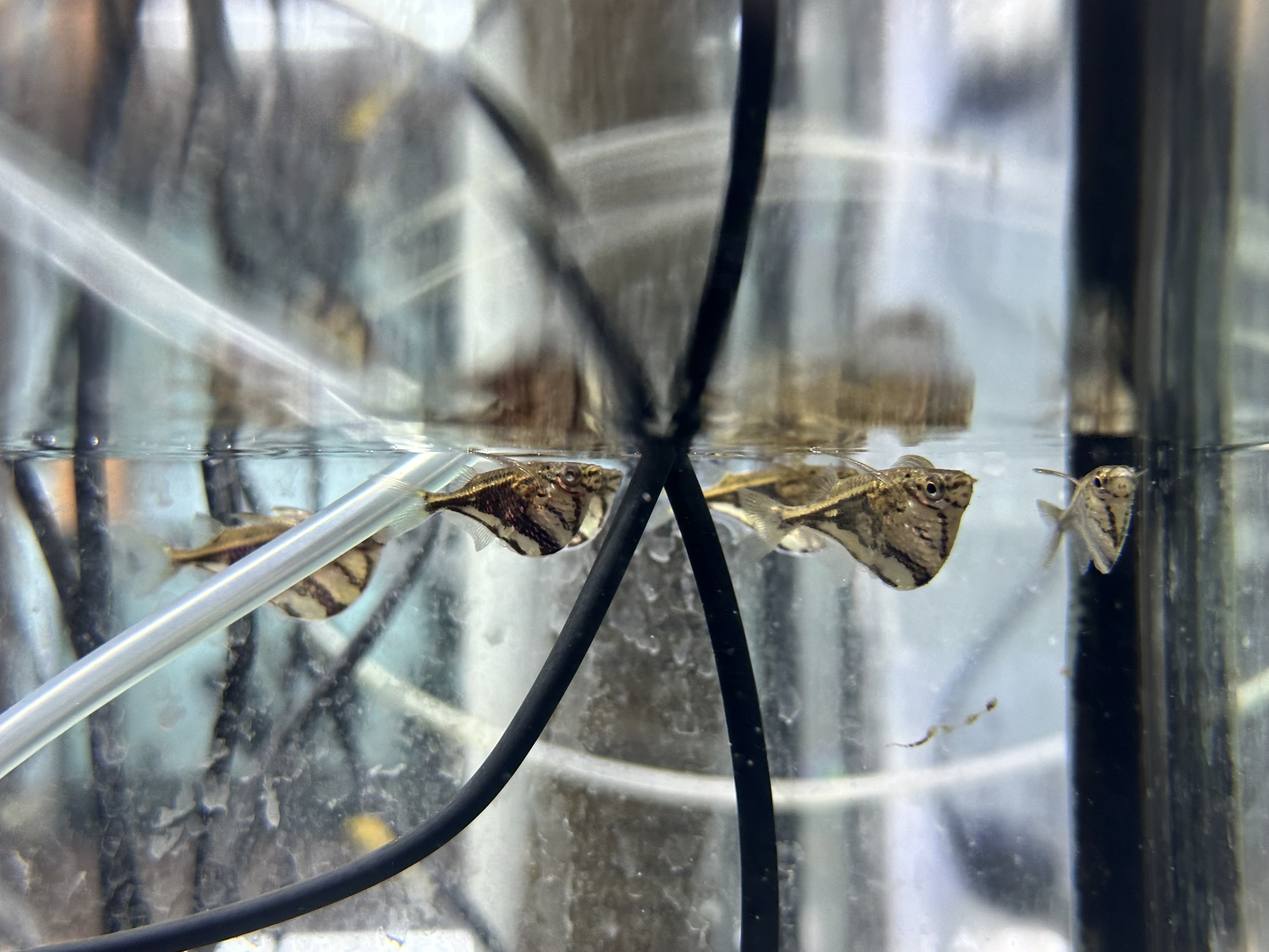 Freshwater Tropical Fish: Marble Hatchet - Carnegiella strigata