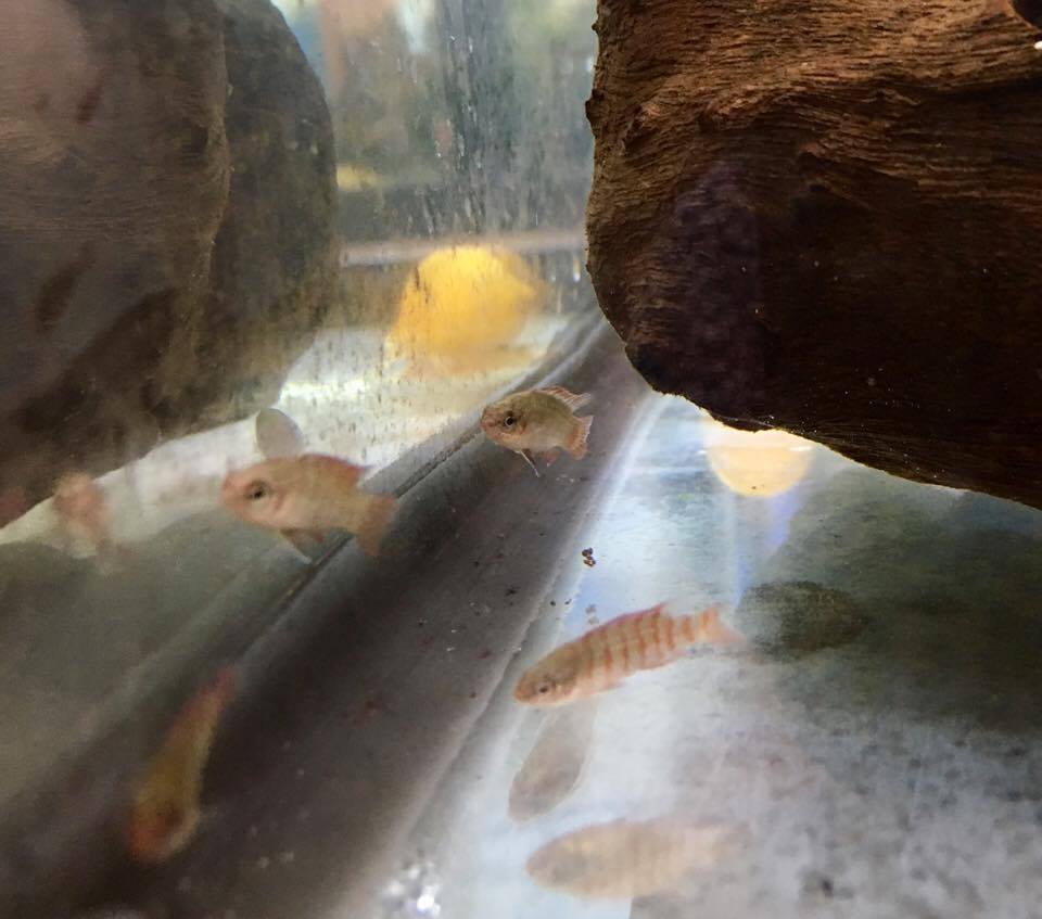 Freshwater Tropical Fish Scarlet Gem Badis Dario Dario