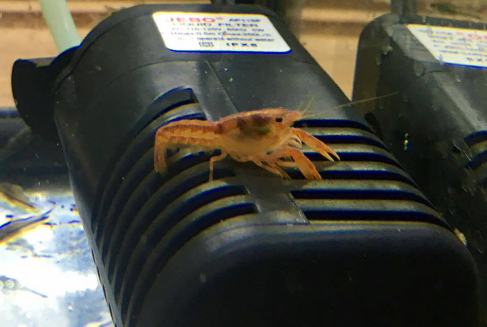 Freshwater Inverts: ORANGE CPO DWARF MEXICAN CRAYFISH/MINI LOBSTER ...