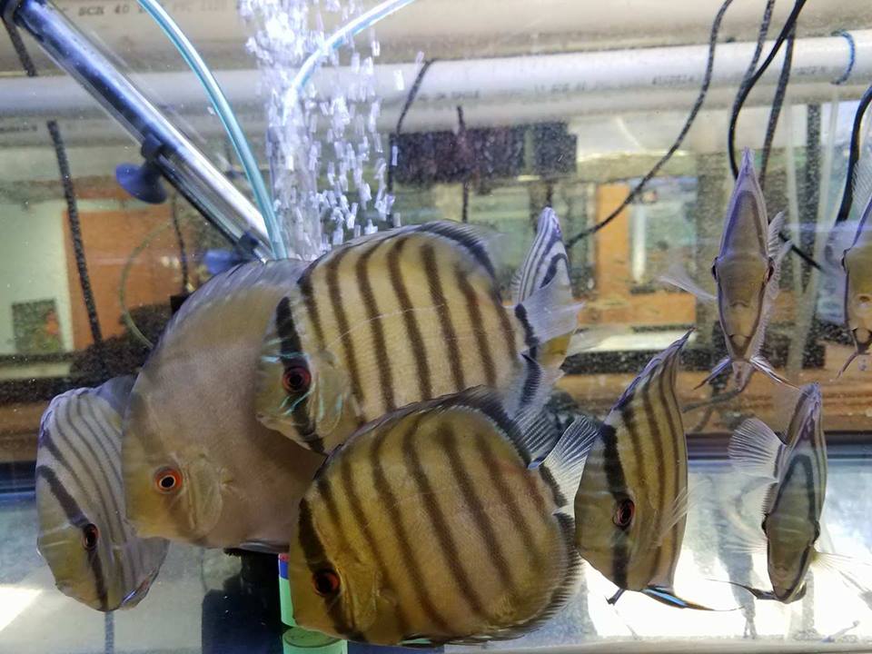 Freshwater Fish For Sale: Wild-Caught Discus