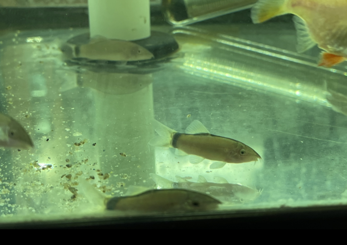 Freshwater Tropical Fish: Skunk Loach - Botia morleti