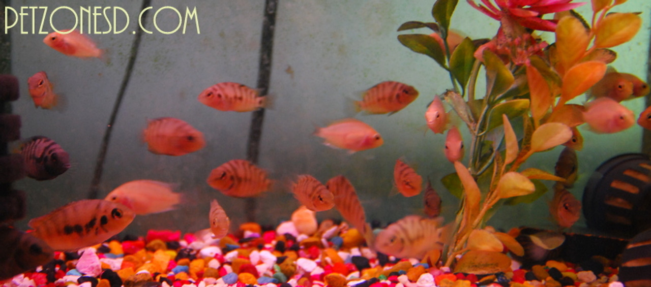 Pet Zone Tropical Fish: Freshwater Tropical Fish Store & Aquascape Shop ...