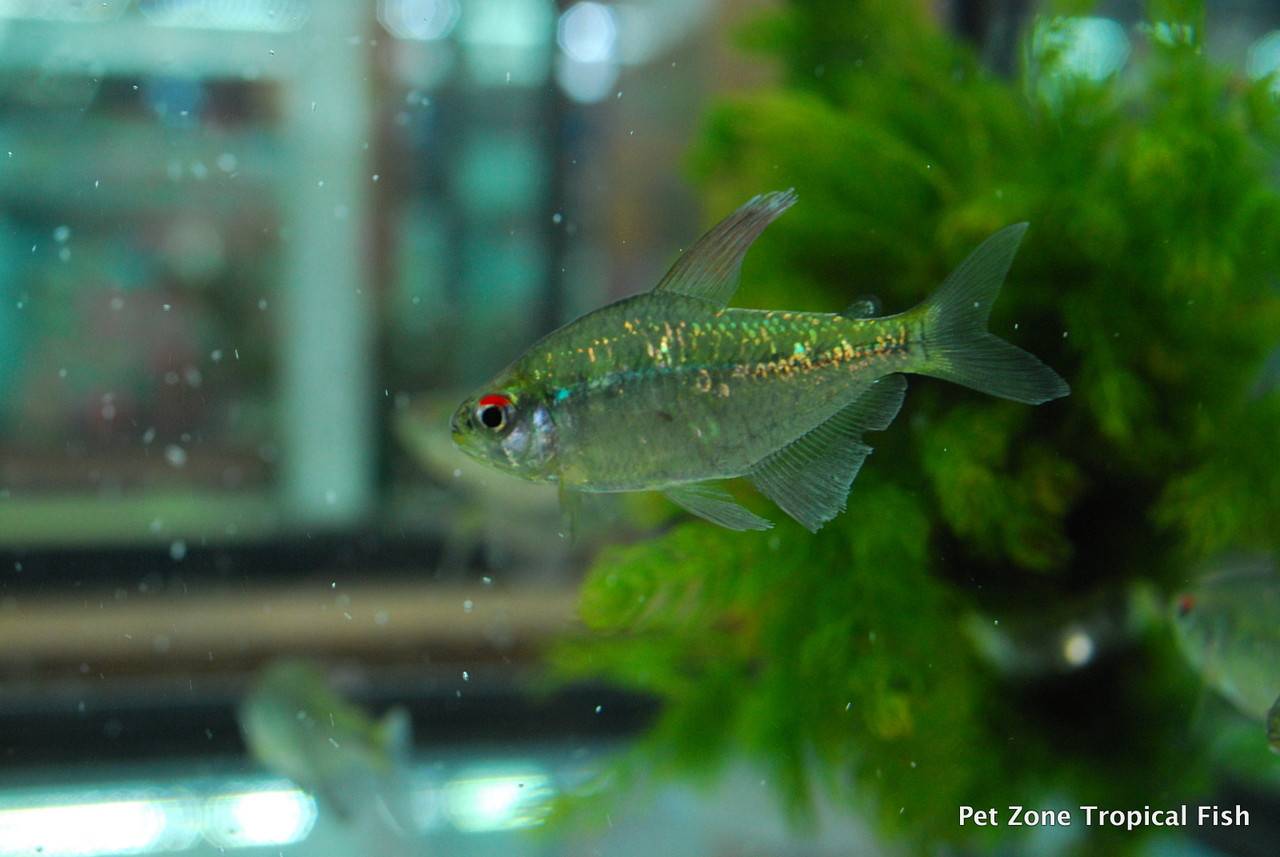 Diamond Tetra - Pet Zone Tropical Fish - San Diego, California