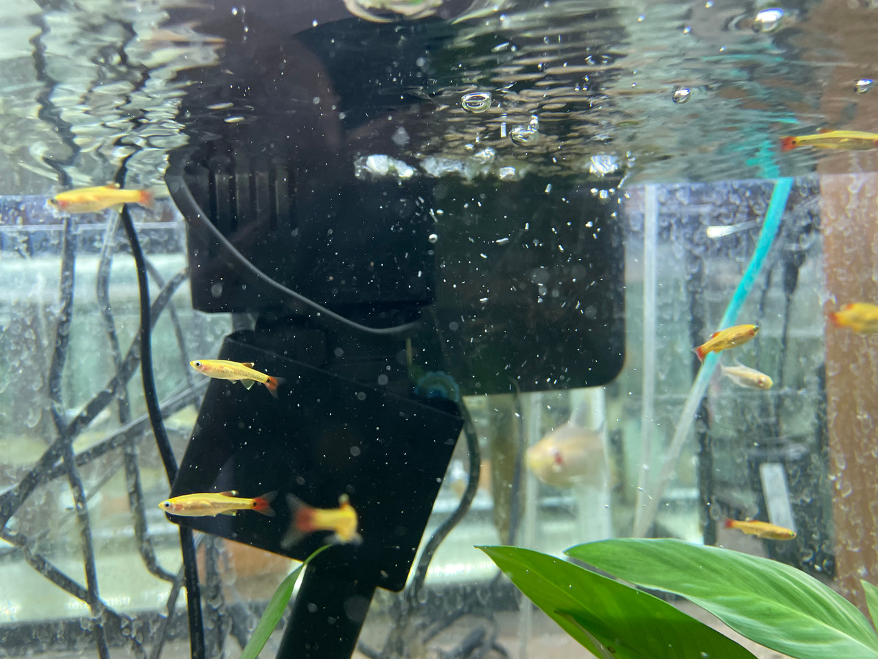 24K White Cloud Mountain Minnows - Pet Zone Tropical Fish - San Diego ...