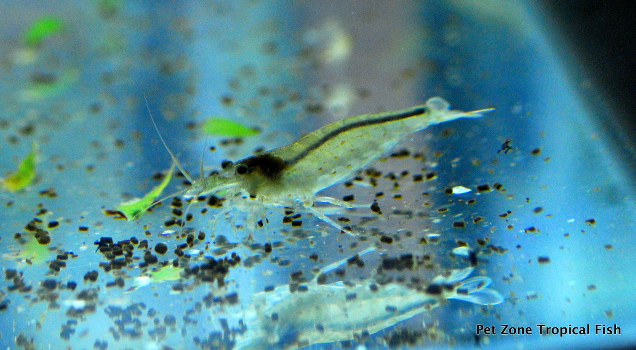 Amano Shrimp - Pet Zone Tropical Fish - San Diego, California