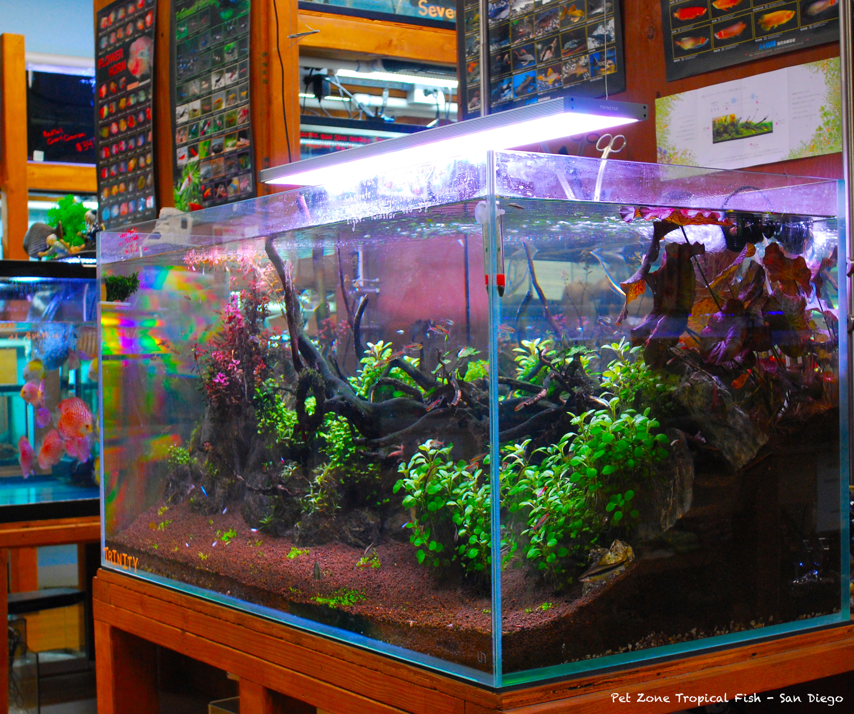 Update On Our 114g Aquascape Planted Tank Build - Pet Zone Tropical ...