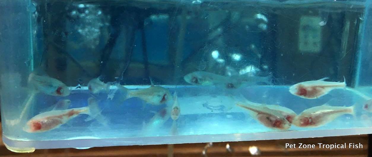 Sunday Species Spotlight: Blind Cave Fish (Astyanax mexicanus) - Pet ...