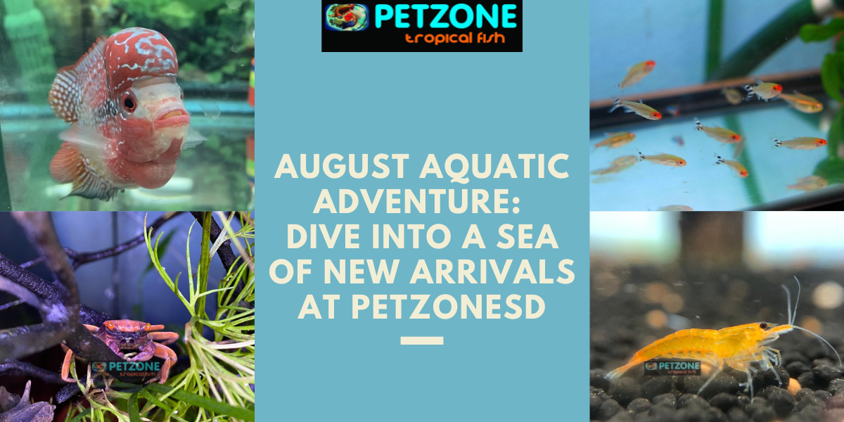 August Aquatic Adventure: Dive into a Sea of New Arrivals at PetZoneSD ...
