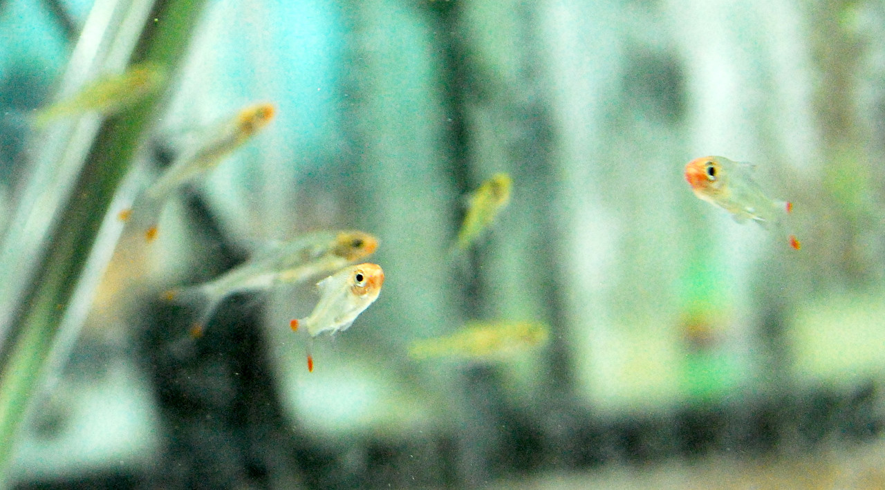Asian Rummynose - Pet Zone Tropical Fish - San Diego, California