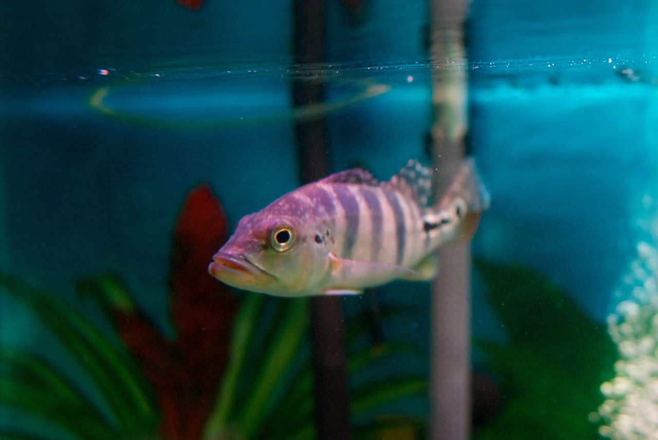 Azul Peacock Bass (Cichla piquiti) - Pet Zone Tropical Fish - San Diego ...