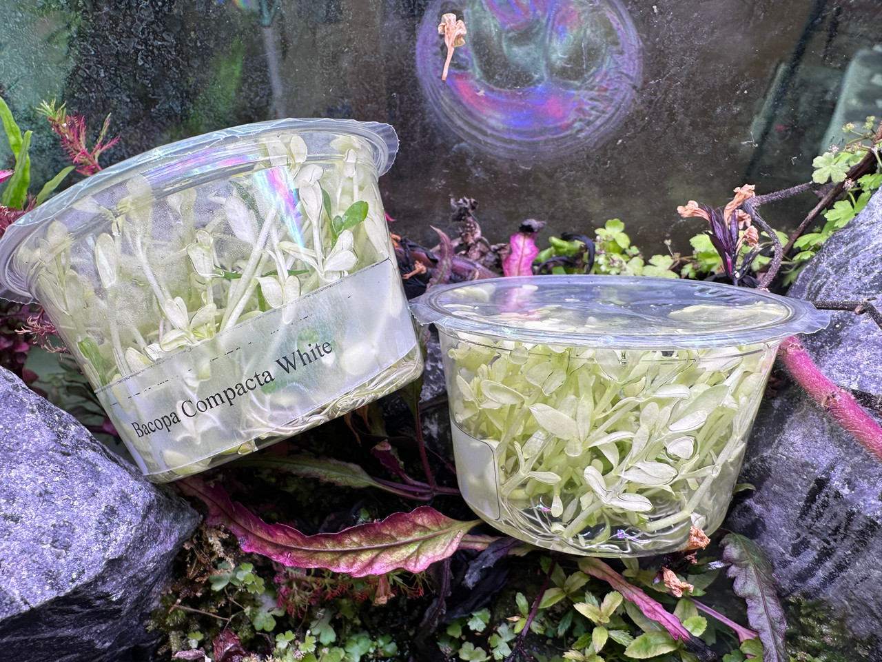 Bacopa Caroliniana Red - Pet Zone Tropical Fish - San Diego, California