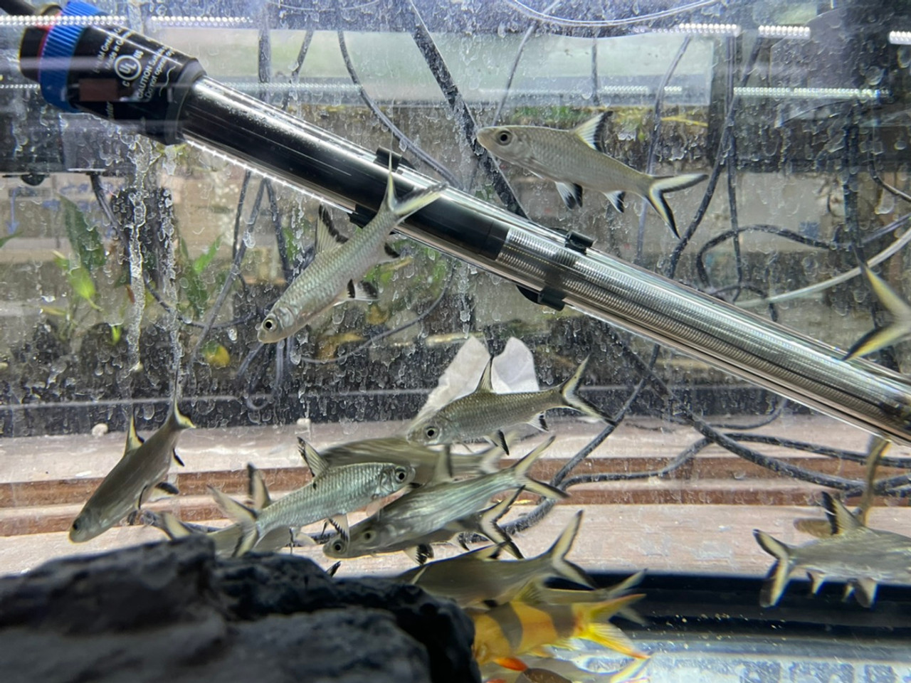 Bala Shark - Pet Zone Tropical Fish - San Diego, California