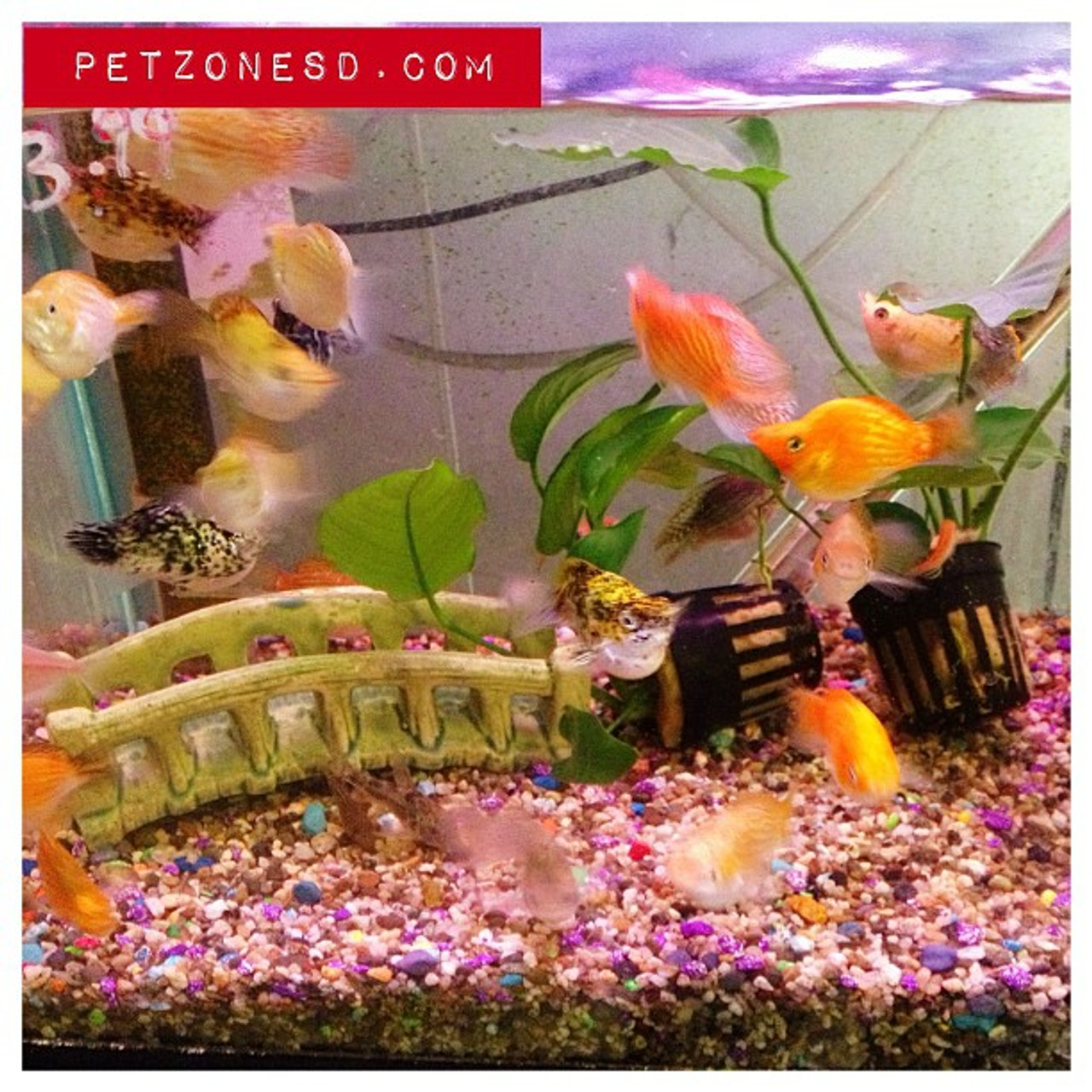 Sailfin Molly - Pet Zone Tropical Fish - San Diego, California