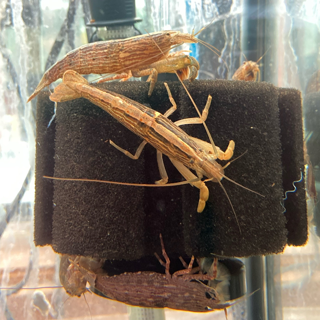 The Bamboo Shrimp - Pet Zone Tropical Fish - San Diego, California