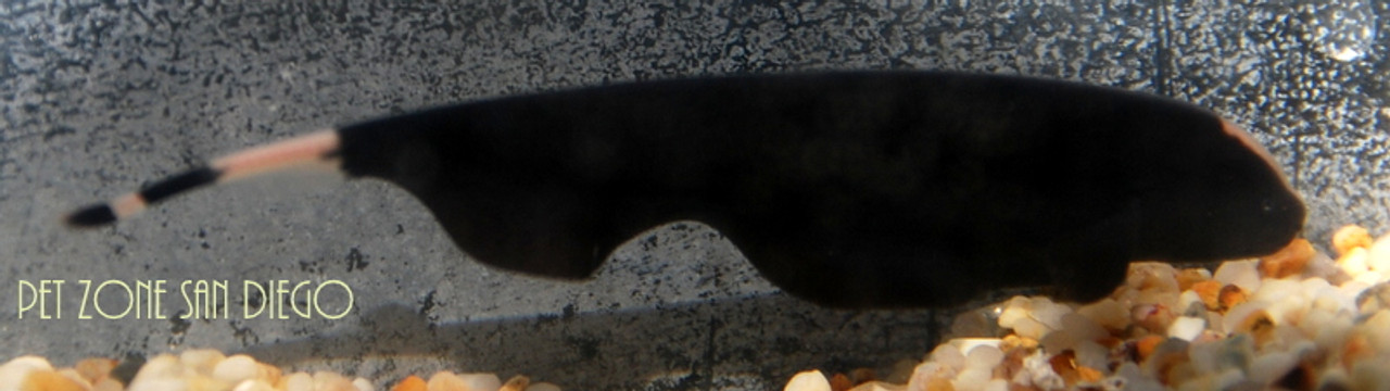 Unveiling the Mysteries of the Black Ghost Knife Fish - Pet Zone ...