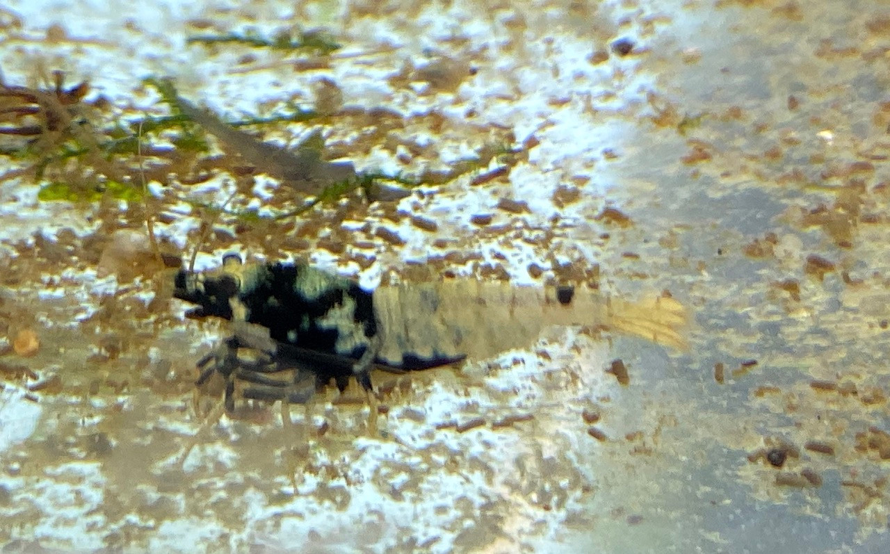 Black Pinto Shrimp - Pet Zone Tropical Fish - San Diego, California