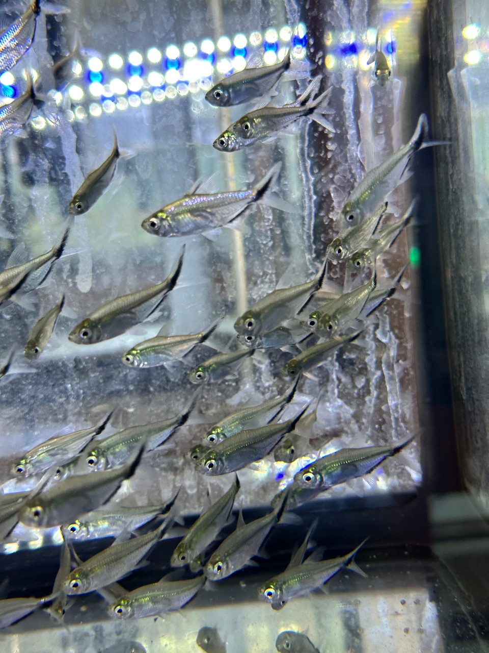 The Elegance of Ebony: A Comprehensive Guide to the Black Line Tetra ...
