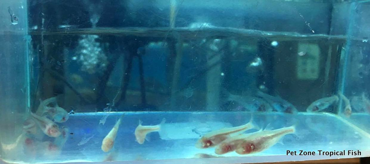 The Blind Cave Tetra: An Aquatic Species Adapted to Darkness - Pet Zone ...