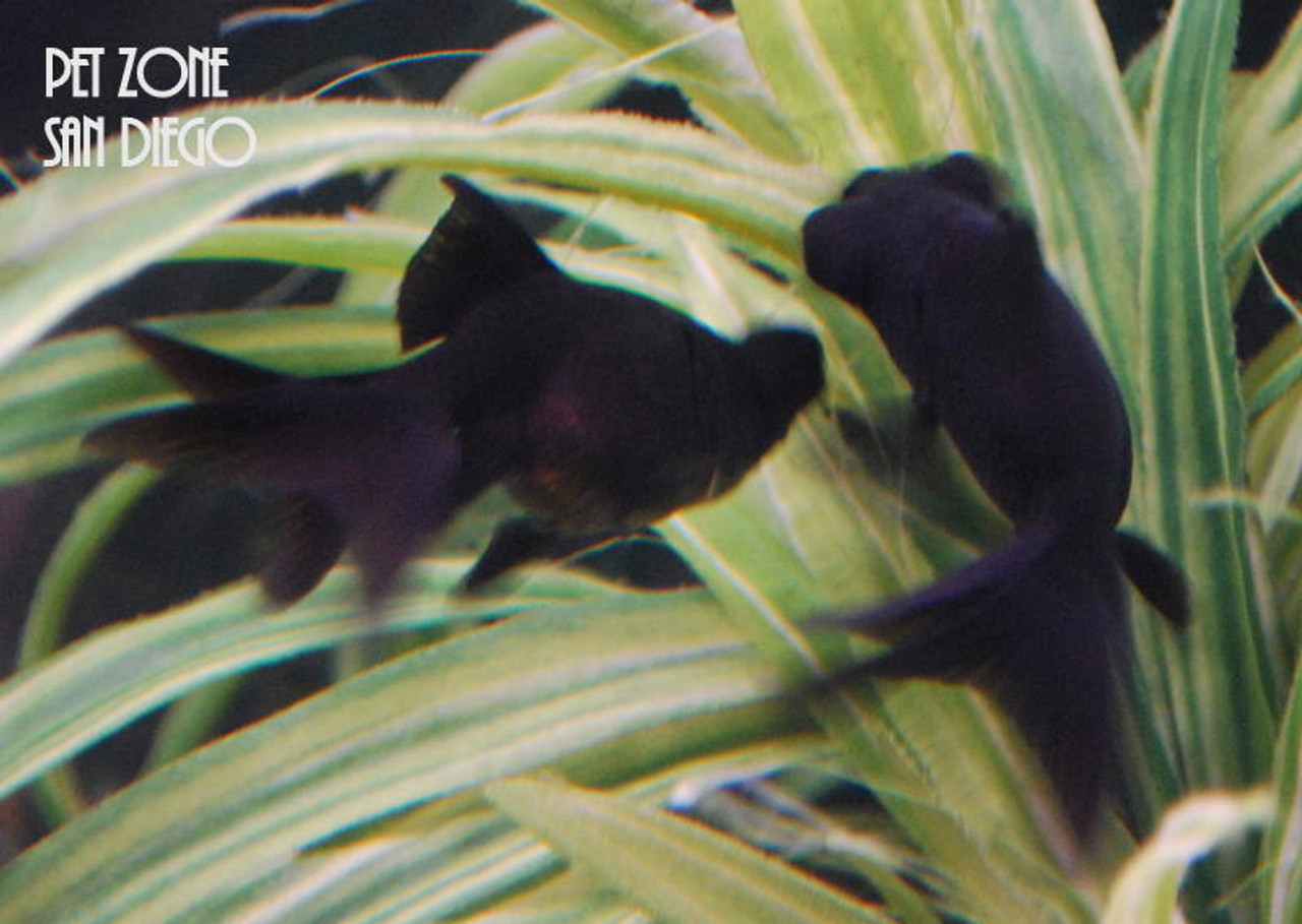 Black Moor - Pet Zone Tropical Fish - San Diego, California