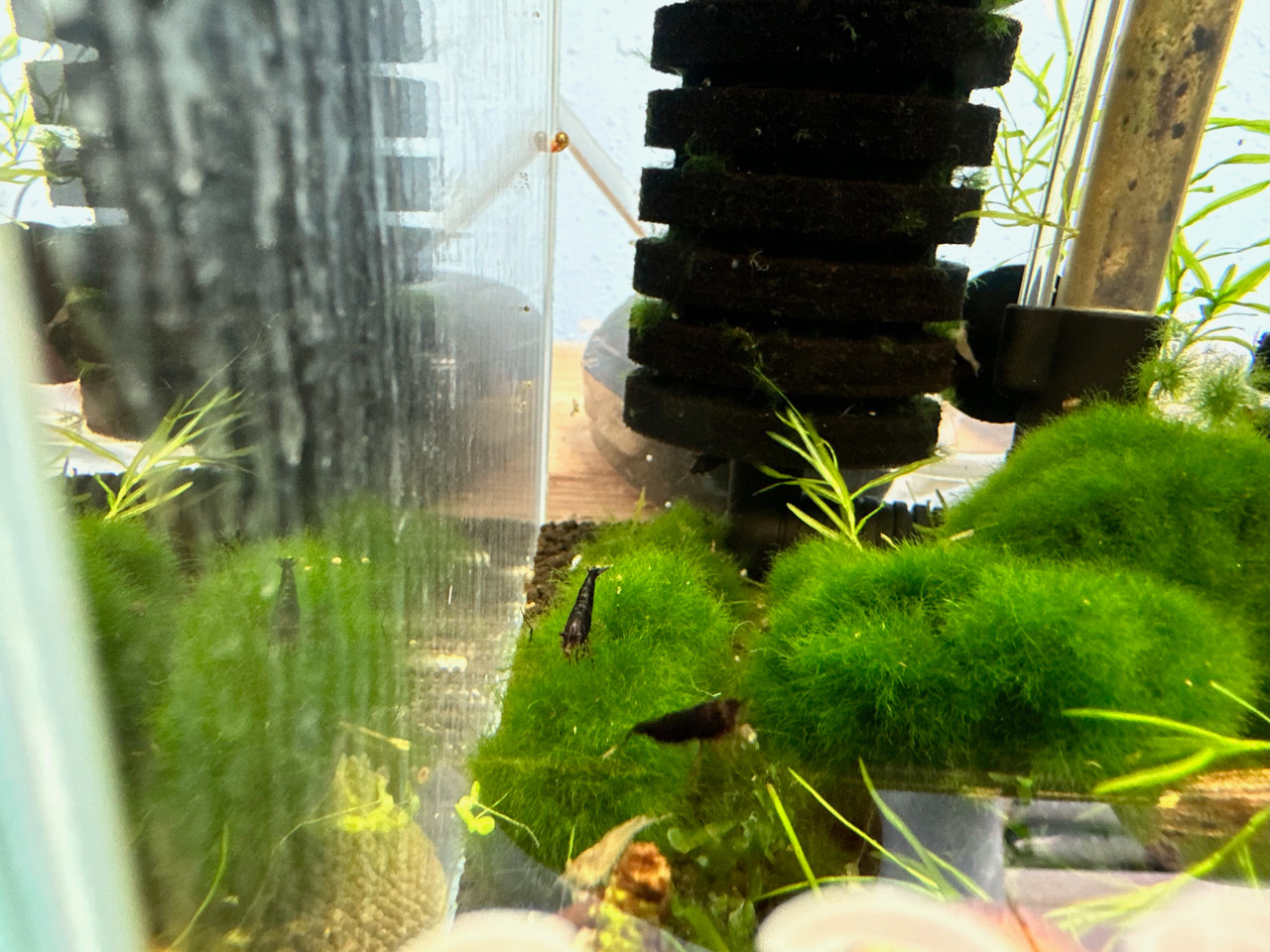 Black Rose Dwarf Shrimp (Neocaridina davidi var. 'Black Rose') - Pet ...