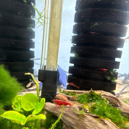 Bloody Mary Shrimp - Pet Zone Tropical Fish - San Diego, California