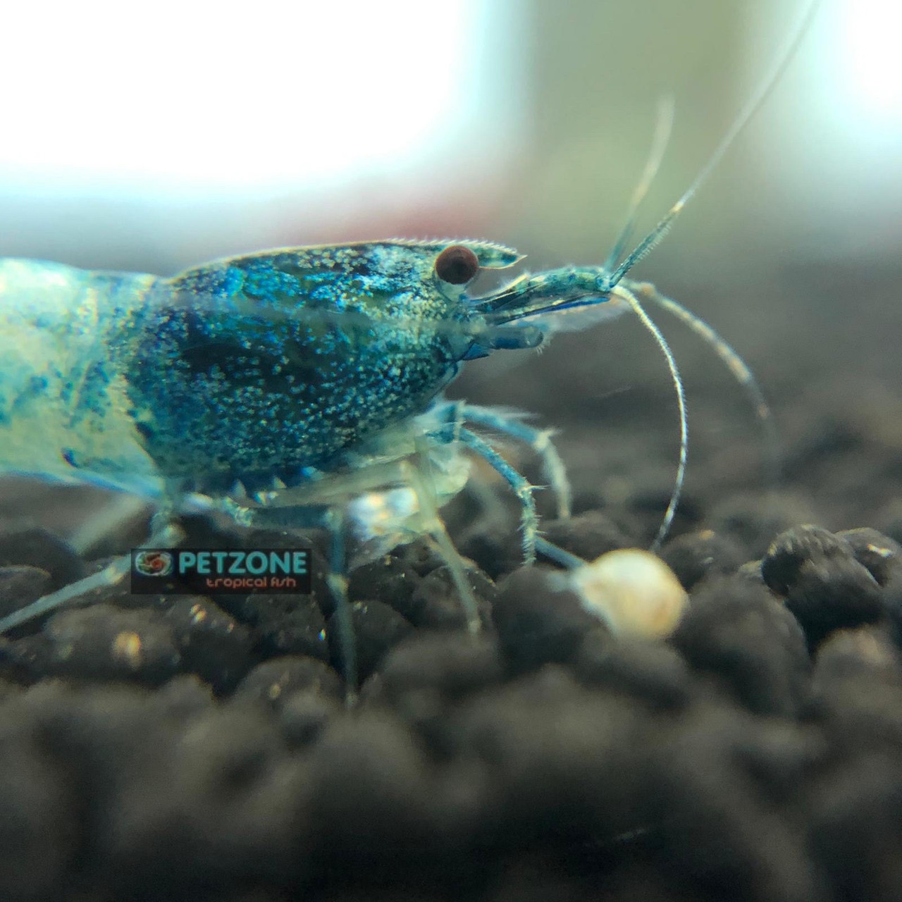 Blue Bolt Dwarf Shrimp - Pet Zone Tropical Fish - San Diego, California