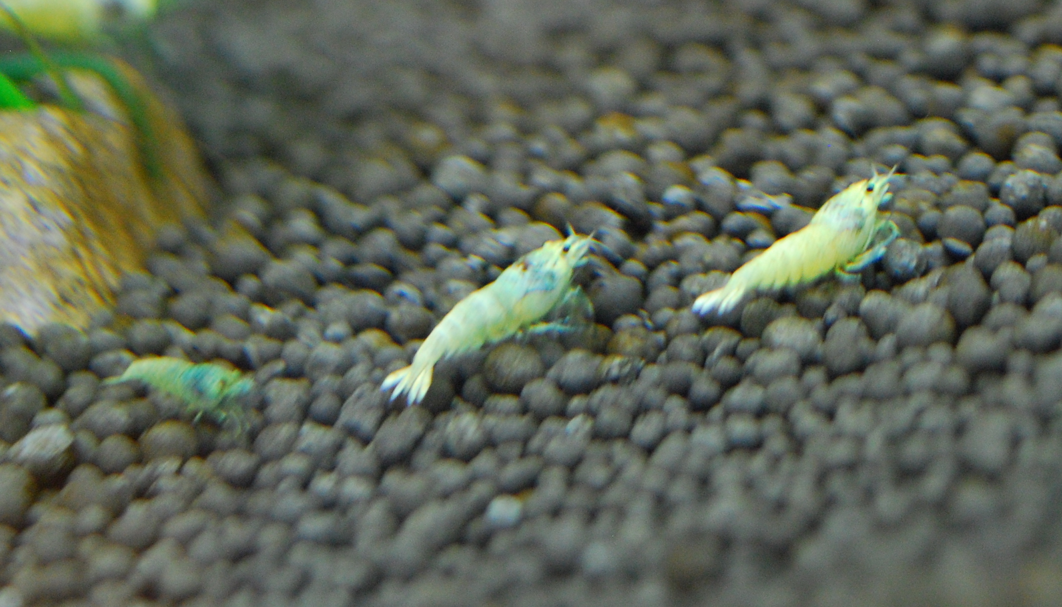 The Enchanting Extreme SS Blue Bolt Shrimp: A Beautiful Addition to ...