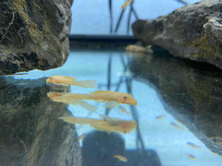 Blue Eye Lemon Pleco - Pet Zone Tropical Fish - San Diego, California