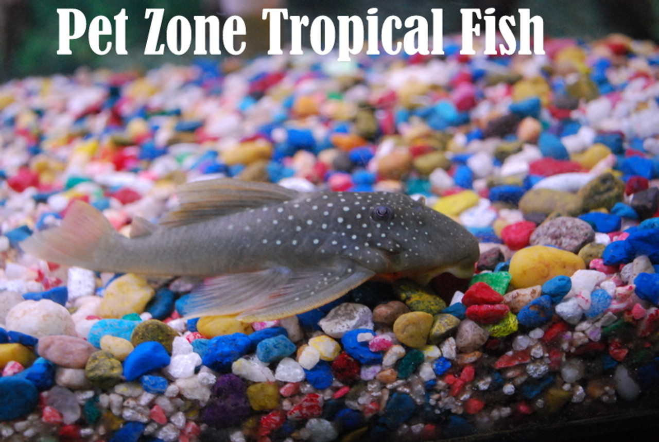 Blue Phantom Pleco - Pet Zone Tropical Fish - San Diego, California