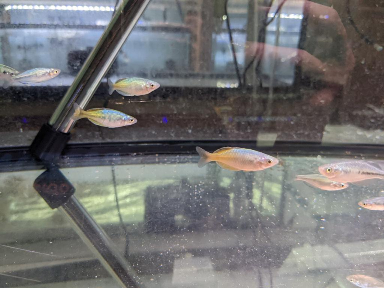 The Captivating Boesemani Rainbowfish: A Jewel of the Aquarium - Pet ...