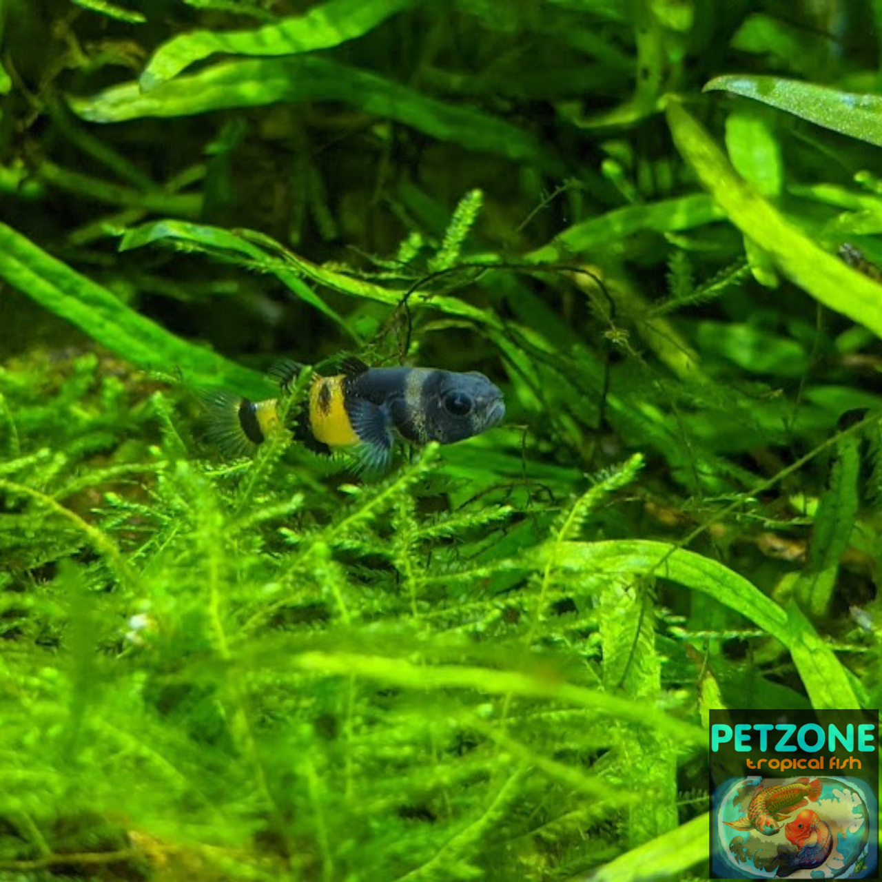 Unveiling the Fascinating World of the Bumblebee Goby - Pet Zone ...